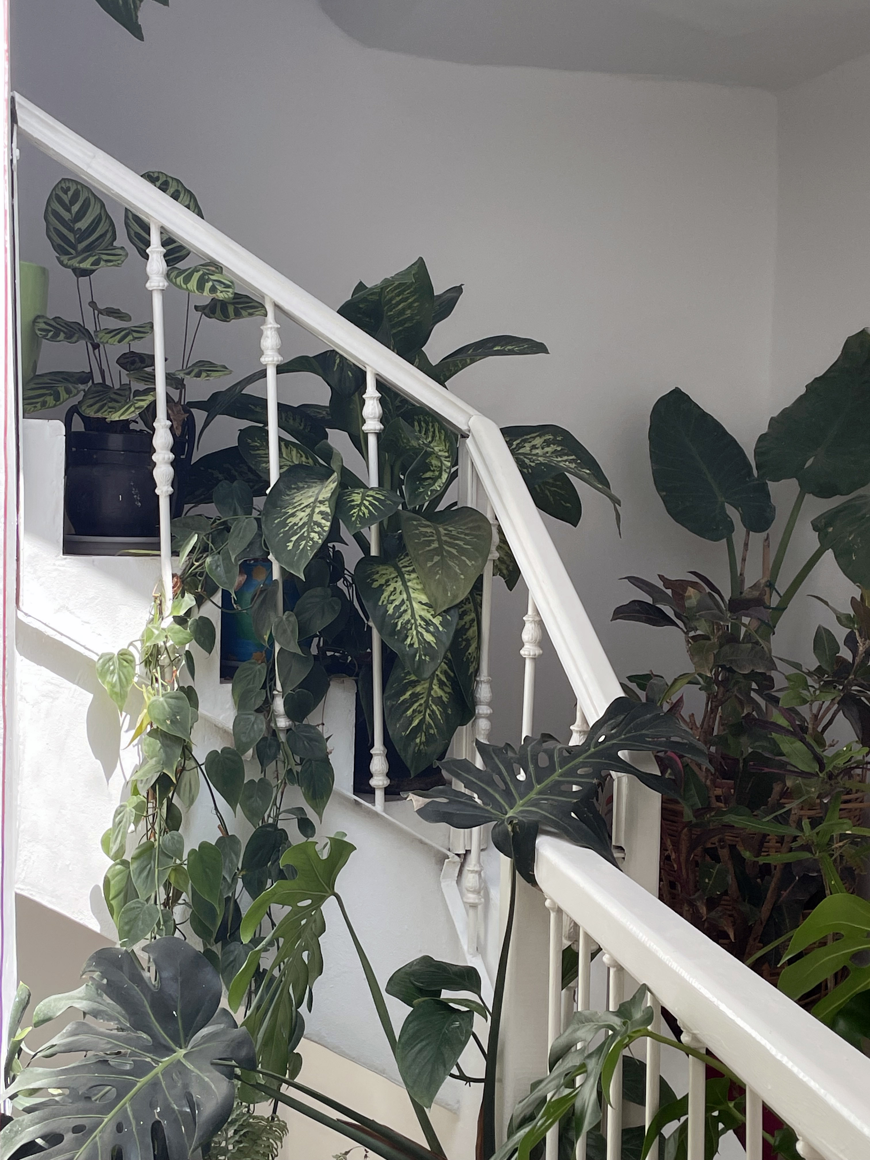 Home Jungle ou la scénographie végétale à la maison | Caroline Clément - Architecte d'Intérieurs ...